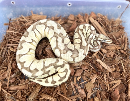 Poss Super Vanilla OD Lesser Pastel(Poss Enchi) 100% Het Clown Ball ...
