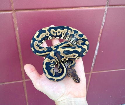 VPI Axanthic Vanilla/Fire 100% Het Pied Ball Python by Adam Chesla ...