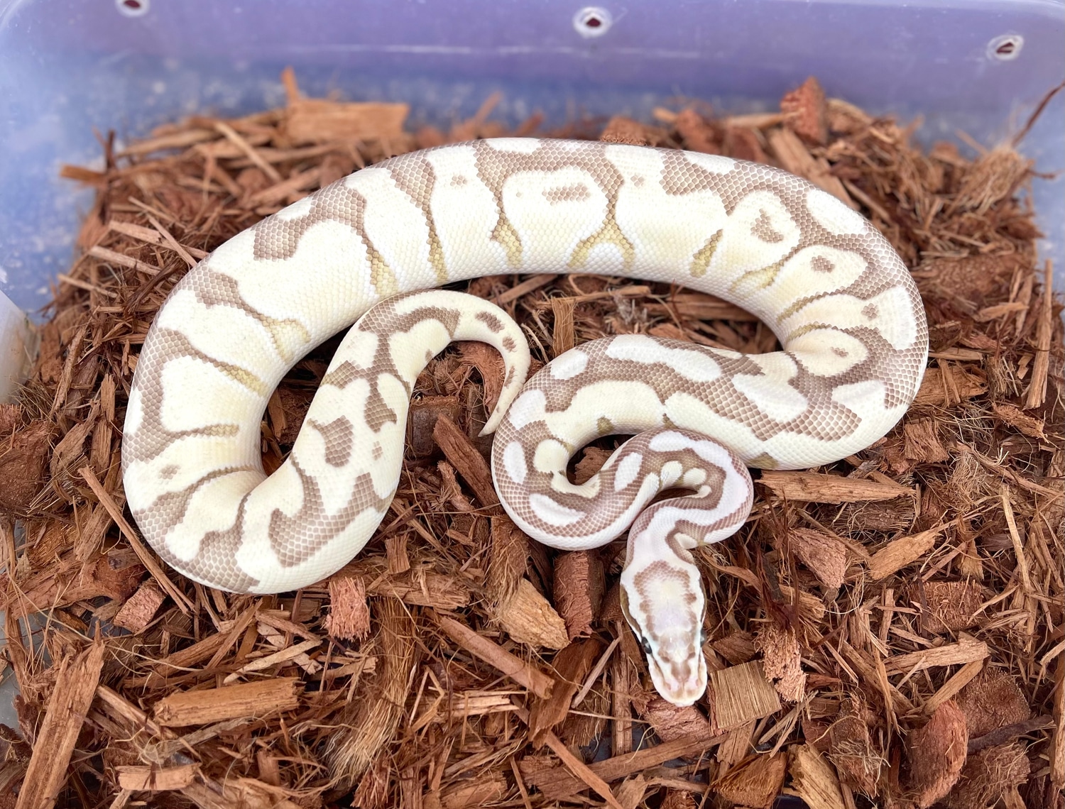Super Vanilla OD Lesser Pastel 100% Het Clown(Poss Enchi) Ball Python ...
