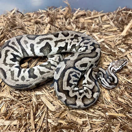 VPI Axanthic Spotnose Leopard Ball Python by Adam Chesla Reptiles ...