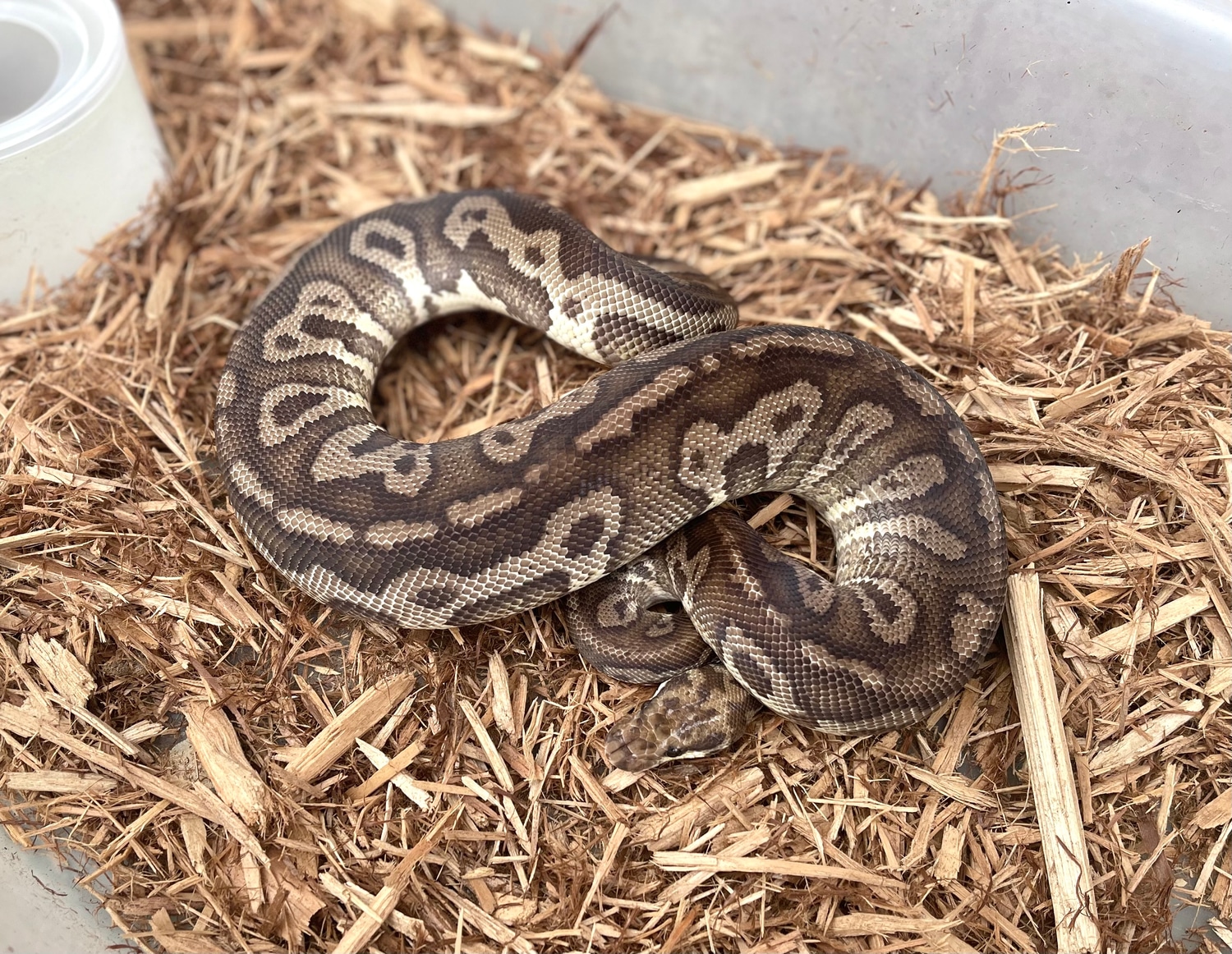 Super Sable Clown Ball Python by Adam Chesla Reptiles - MorphMarket