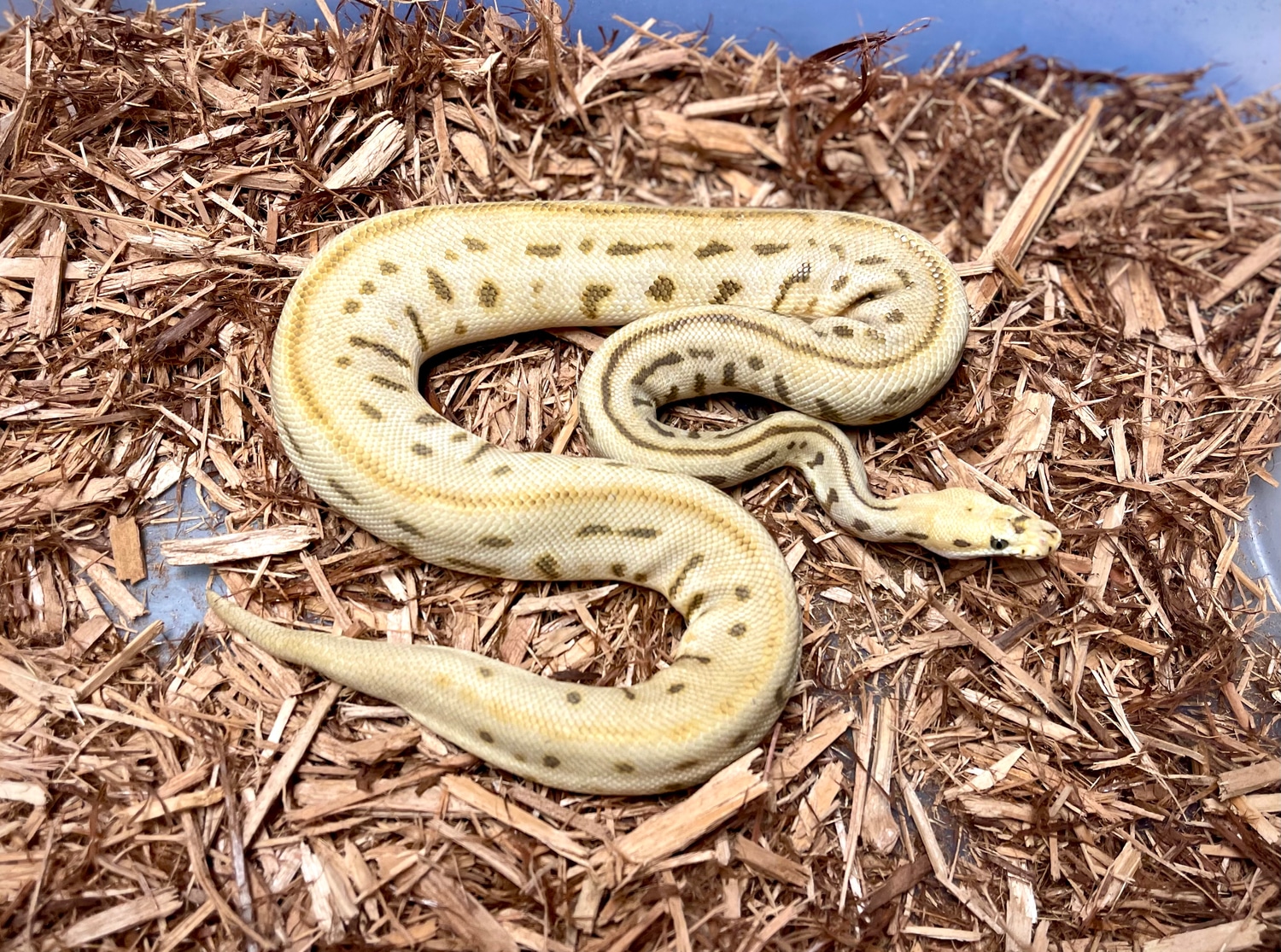 Powerball Batman Enchi (Poss Super Leopard) Clown Ball Python by Adam ...