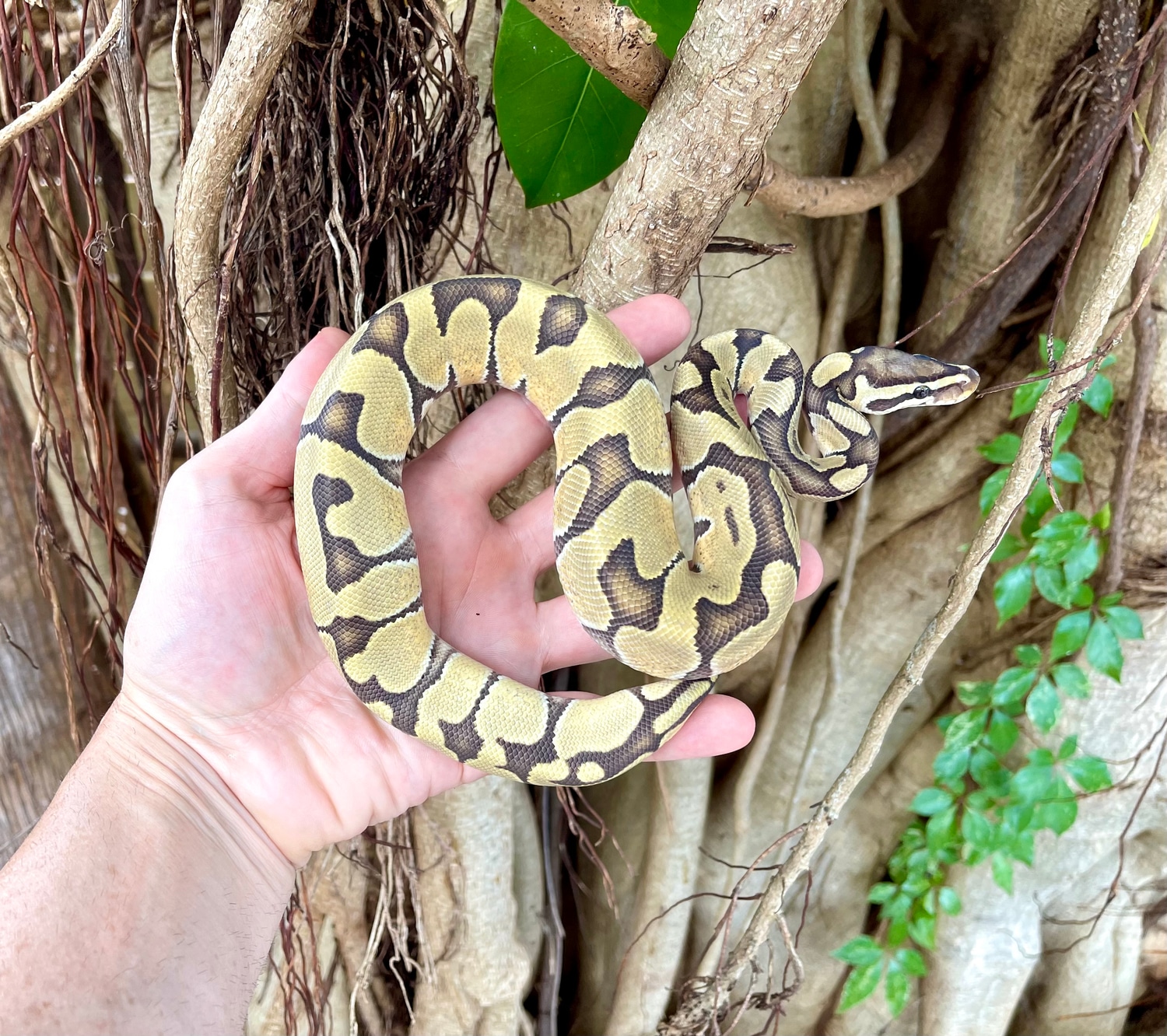 Hypo Enchi(Poss YB) 100% Het VPI Axanthic Ball Python by Adam Chesla ...