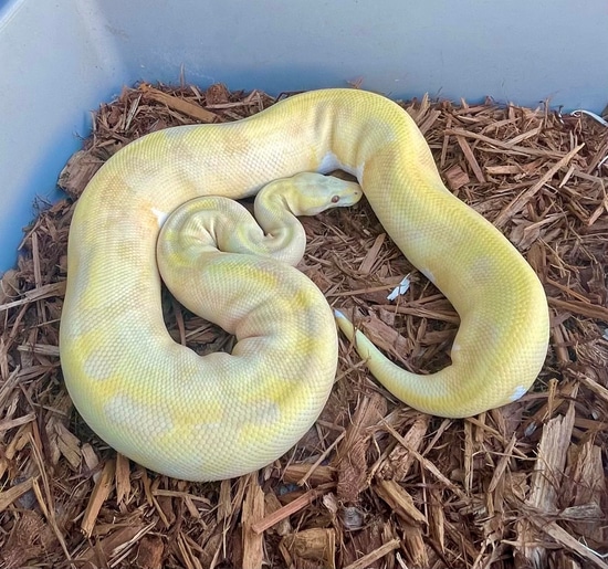 Albino Enchi Pied Poss Candino & Orange Dream Ball Python by Adam ...