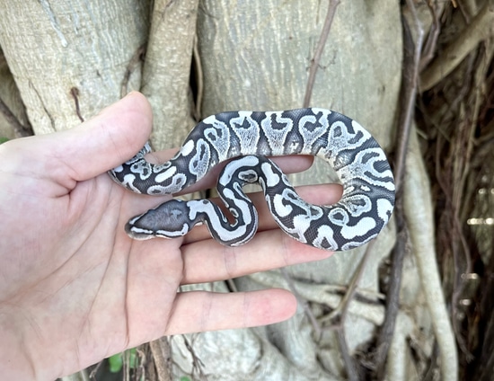 VPI Axanthic True Ghost YB Ball Python by Adam Chesla Reptiles