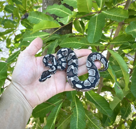 VPI Axanthic Calico Ball Python by Adam Chesla Reptiles