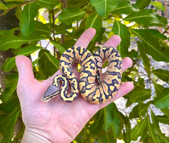 Zebra Hypo Pastel Ball Python by Adam Chesla Reptiles