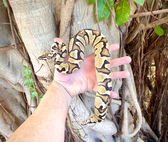 Zebra Fire Ball Python by Adam Chesla Reptiles