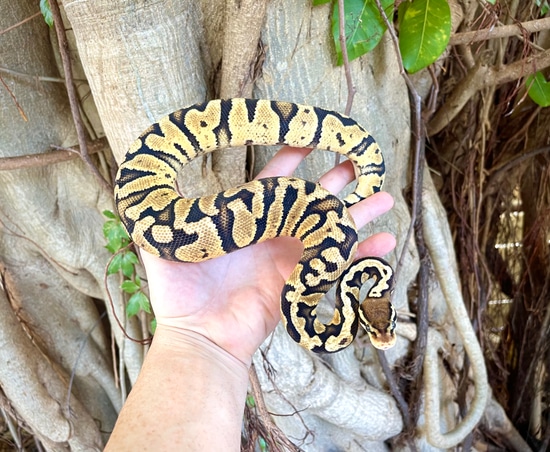 Zebra Pastel Het Hypo Ball Python by Adam Chesla Reptiles
