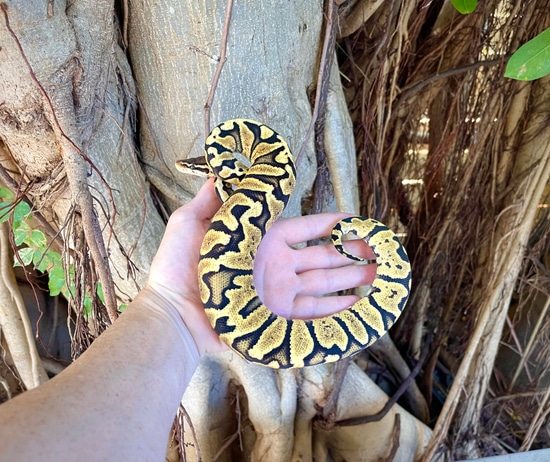 Zebra Pastel Het Hypo Ball Python by Adam Chesla Reptiles