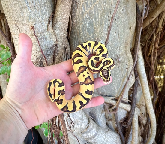 Zebra Enchi FireFly Het Hypo Ball Python by Adam Chesla Reptiles