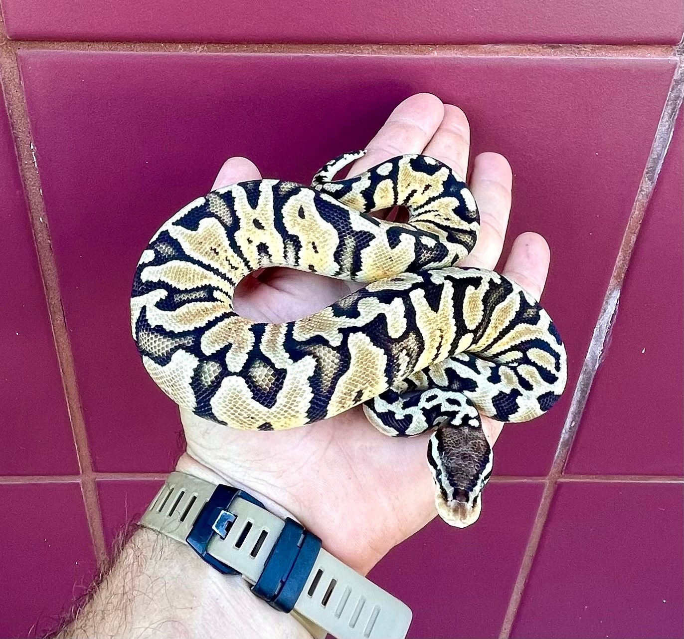 Zebra Pastel Ball Python by Adam Chesla Reptiles - MorphMarket