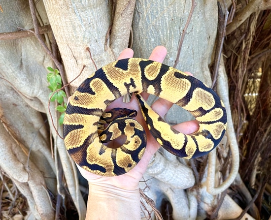 Orange Dream YB Het Zebra Ball Python by Adam Chesla Reptiles
