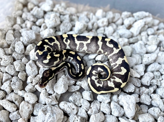 Super Gravel Leopard Ball Python by Adam Chesla Reptiles