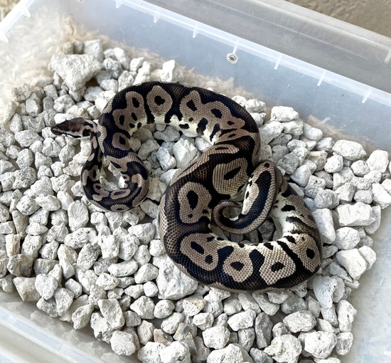 VPI Axanthic Leopard Pastel Ball Python by Adam Chesla Reptiles
