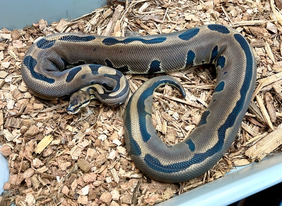 Super Blade Leopard - High Quality! Ball Python by Adam Chesla Reptiles
