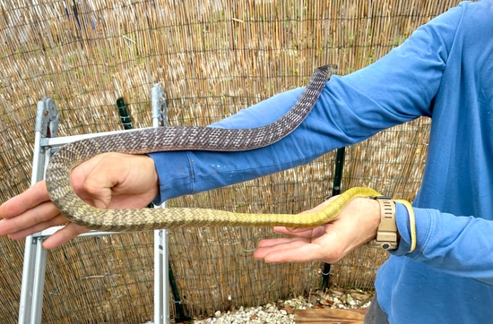 CBB Yellow Tailed Cribo Cribo & Indigo Snakes by Adam Chesla Reptiles