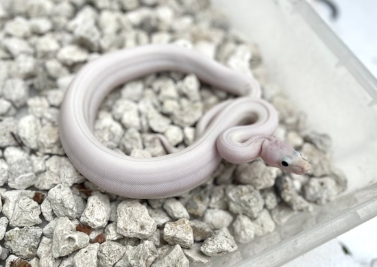 Super Fire Boa Constrictor by Adam Chesla Reptiles