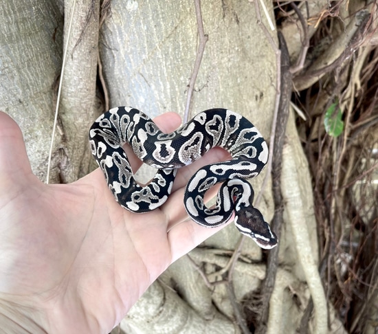 VPI Axanthic YB Het Hypo(True Ghost) Ball Python by Adam Chesla Reptiles