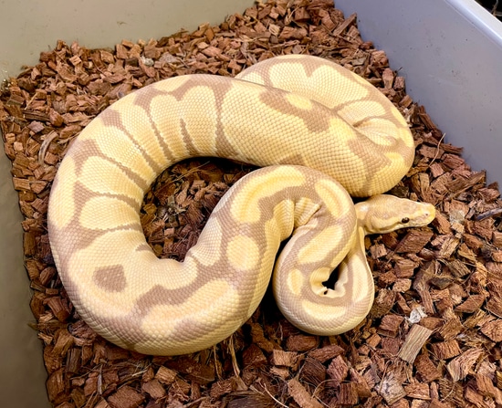 Candy Ball Python by Adam Chesla Reptiles