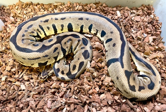 Super Blade Leopard Pastel - Big Girl! Ball Python by Adam Chesla Reptiles