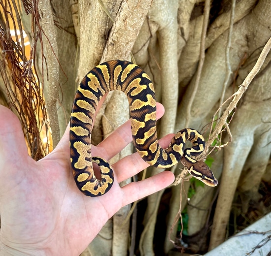 Zebra Yellow Belly Ball Python by Adam Chesla Reptiles