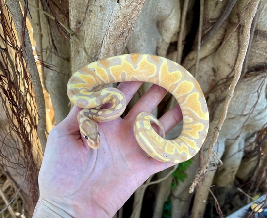 Banana 100% Het Zebra 66% Het Hypo Ball Python by Adam Chesla Reptiles