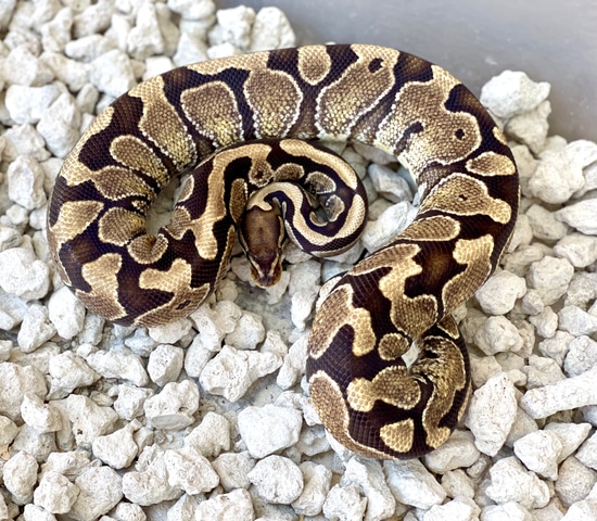 Russo 100% Het Zebra Ball Python by Adam Chesla Reptiles