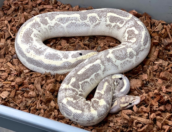 Highway Leopard - Big High Quality Girl! Ball Python by Adam Chesla ...