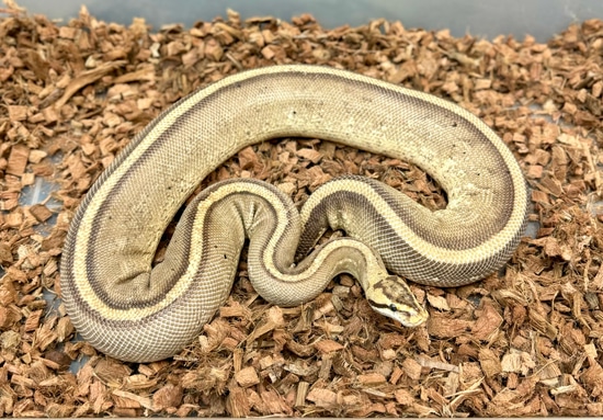 Super Stripe - Big Girl! Ball Python by Adam Chesla Reptiles