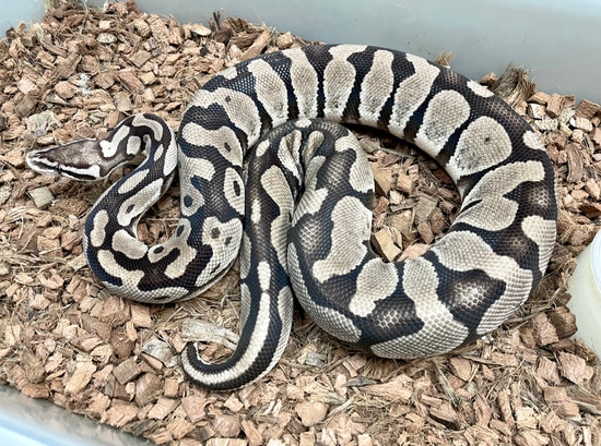 VPI Axanthic Pastel - Large Girl Ball Python by Adam Chesla Reptiles