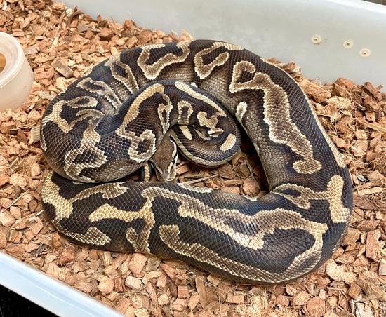 YB Phantom Leopard - Huge Girl! Ball Python by Adam Chesla Reptiles