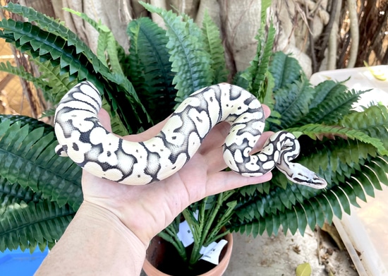 VPI Axanthic Desert Ghost Super Pastel Ball Python by Adam Chesla Reptiles