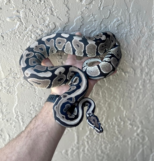 Vpi Axanthic Spotnose Ball Python by Adam Chesla Reptiles