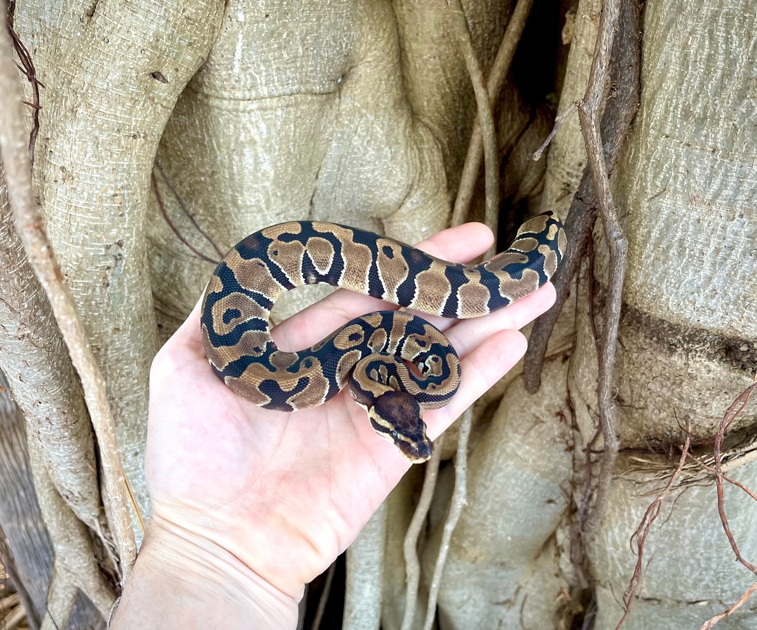 Triple Het Desert Ghost/Pied/VPI Axanthic