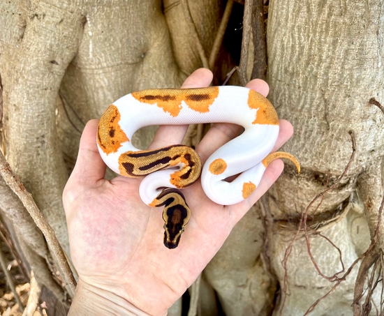 OD YB Enchi Leopard Pied Poss Het Albino Ball Python by Adam Chesla ...