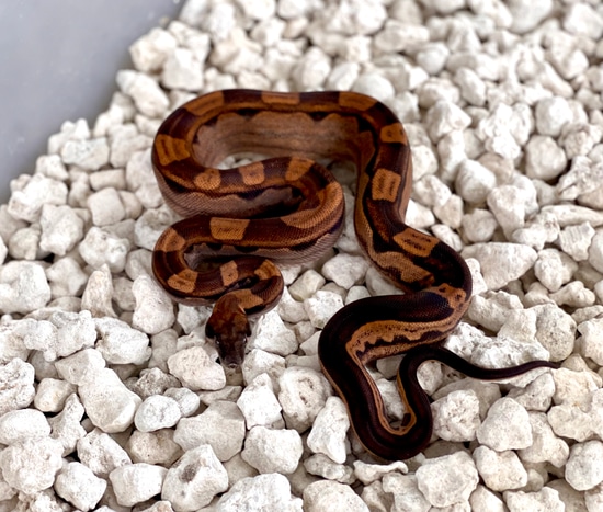 Blood Motley Het Albino(Red Dragon) Boa Constrictor by Adam Chesla Reptiles