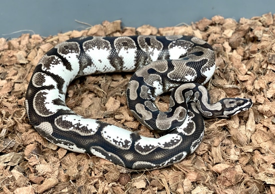 VPI Axanthic Calico Spotnose Ball Python by Adam Chesla Reptiles