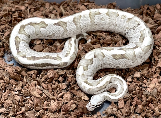 VPI Axanthic Vanilla Cream Ball Python by Adam Chesla Reptiles