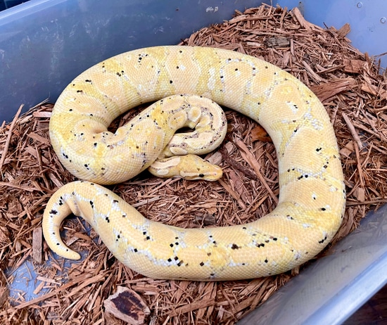 Banana Yellow Belly - Big Girl! Ball Python by Adam Chesla Reptiles