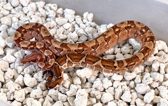 Blood Het Albino(Red Dragon) Boa Constrictor by Adam Chesla Reptiles