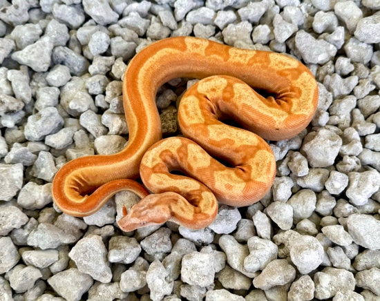 Coral Sunglow Motley 100% Het Blood PH Anery(Coral Moonglow Dragon) Boa ...