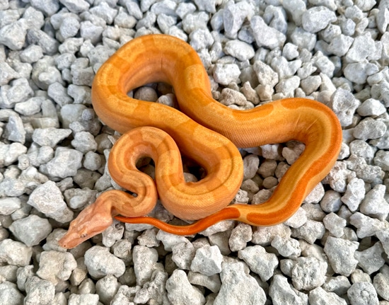 Coral Sunglow Key West Motley 100% Het Blood PH Anery(Coral Moonglow ...