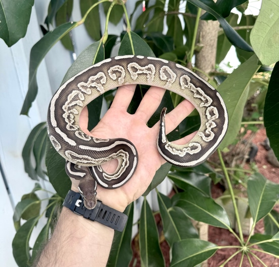 VPI Axanthic Sulfur Black Pastel Mojave Poss Leopard Ball Python by ...