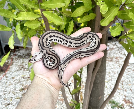 VPI Axanthic Prob Super Leopard Pastel Clown Ball Python by Adam Chesla ...