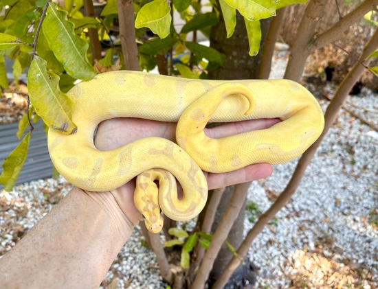 Super Enchi Banana Clown Ball Python by Adam Chesla Reptiles