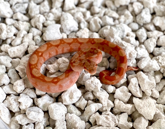 CA T+ Sunglow Poss Raptor Boa Constrictor by Adam Chesla Reptiles