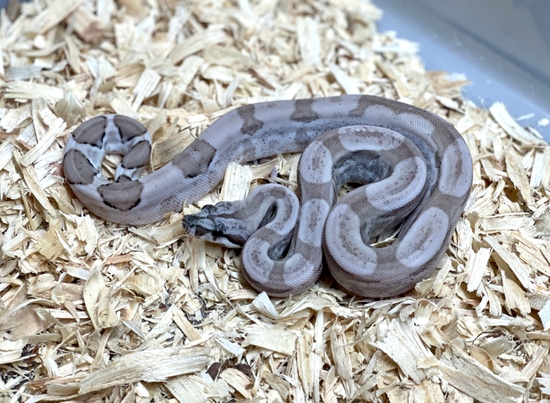 BEA Ghost Jungle 100% Parahet(Phantom/Blizzard) Boa Constrictor by Adam ...