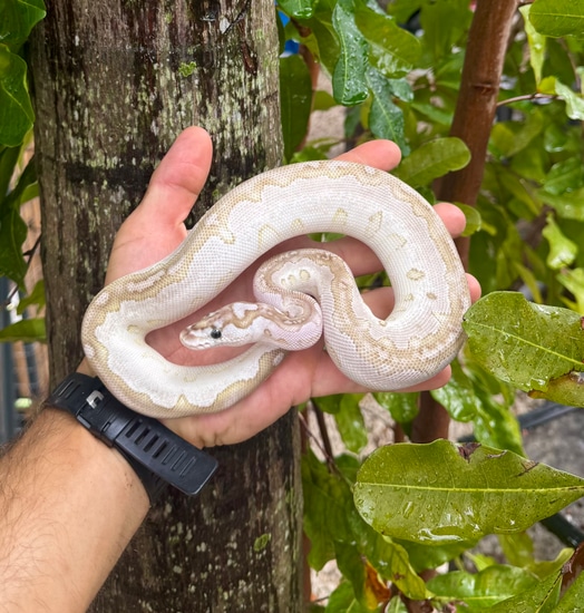 VPI Axanthic Lesser Clown(Poss Leopard) Ball Python by Adam Chesla Reptiles