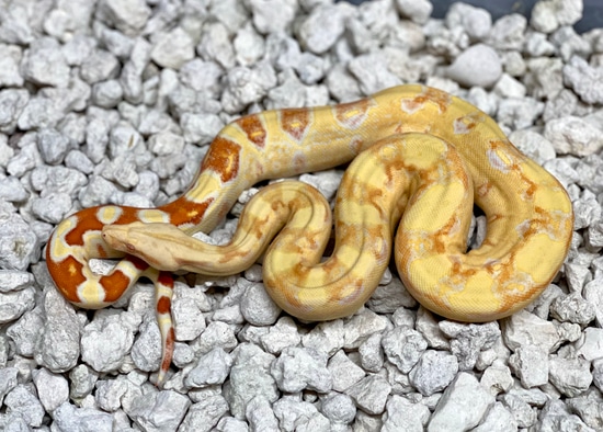 Purple Pastel Sharp Albino Keltic Boa Constrictor by Adam Chesla Reptiles